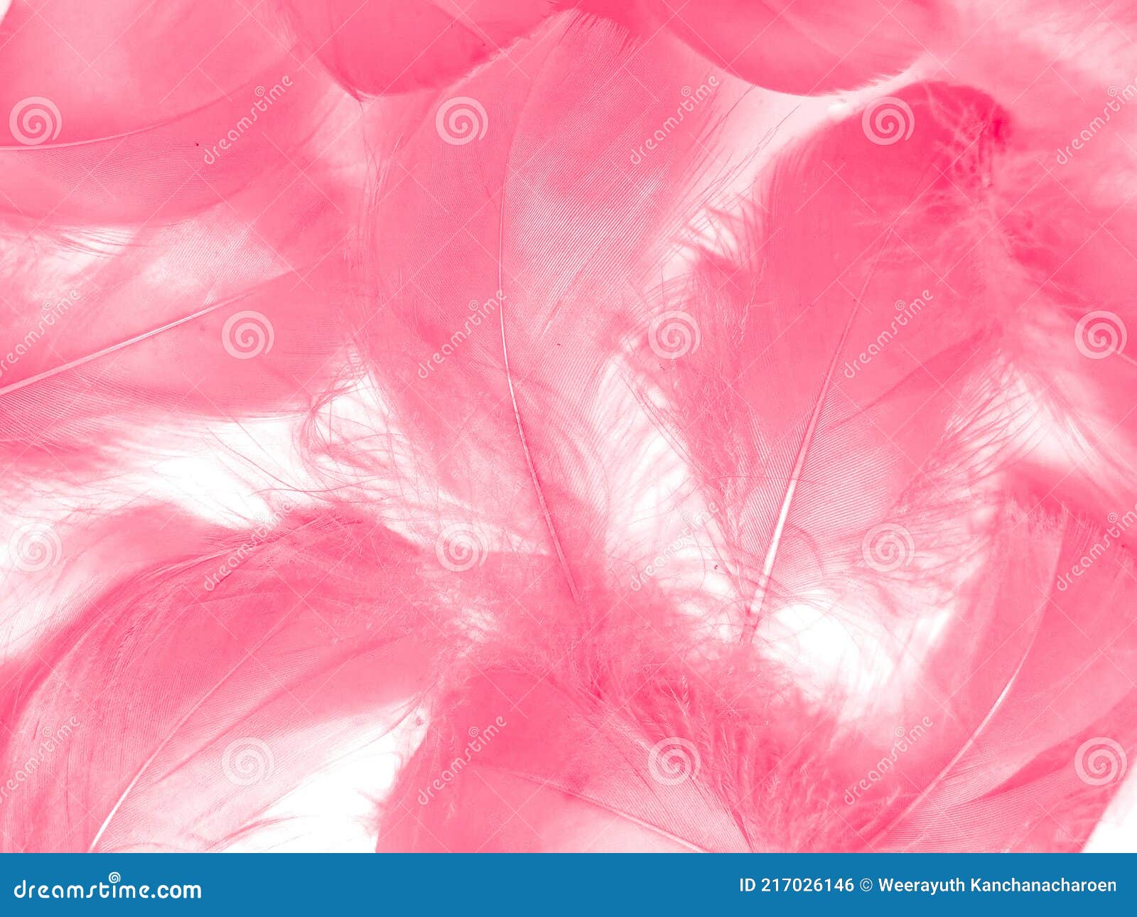 Beautiful Abstract Light Pink Feathers on White Background, White ...