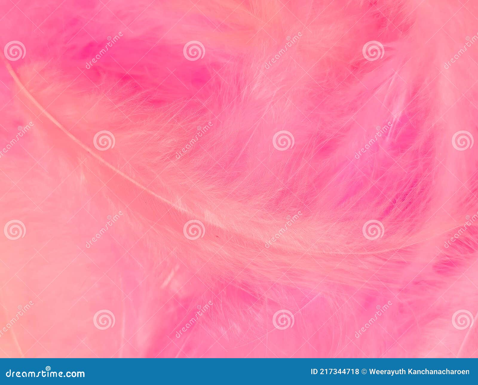 Beautiful Abstract Light Pink Feathers on White Background, White ...