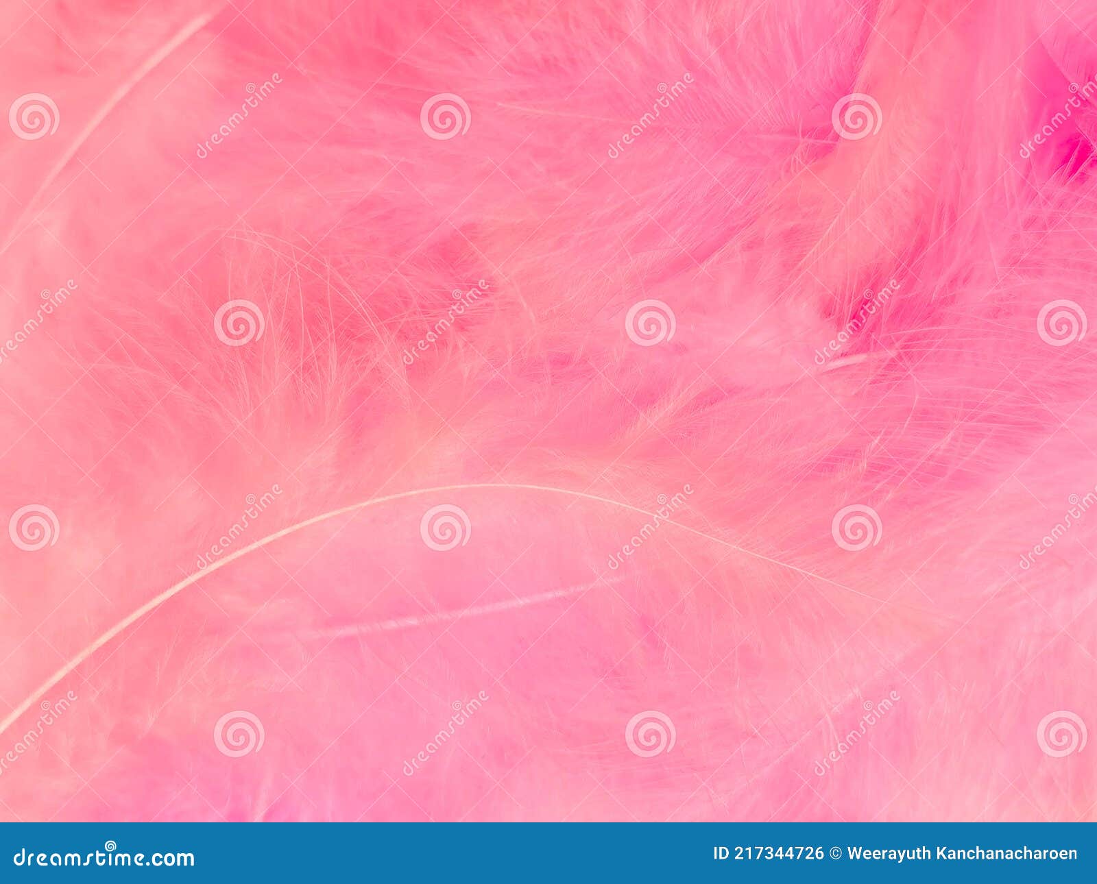 Beautiful Abstract Light Pink Feathers on White Background, White ...