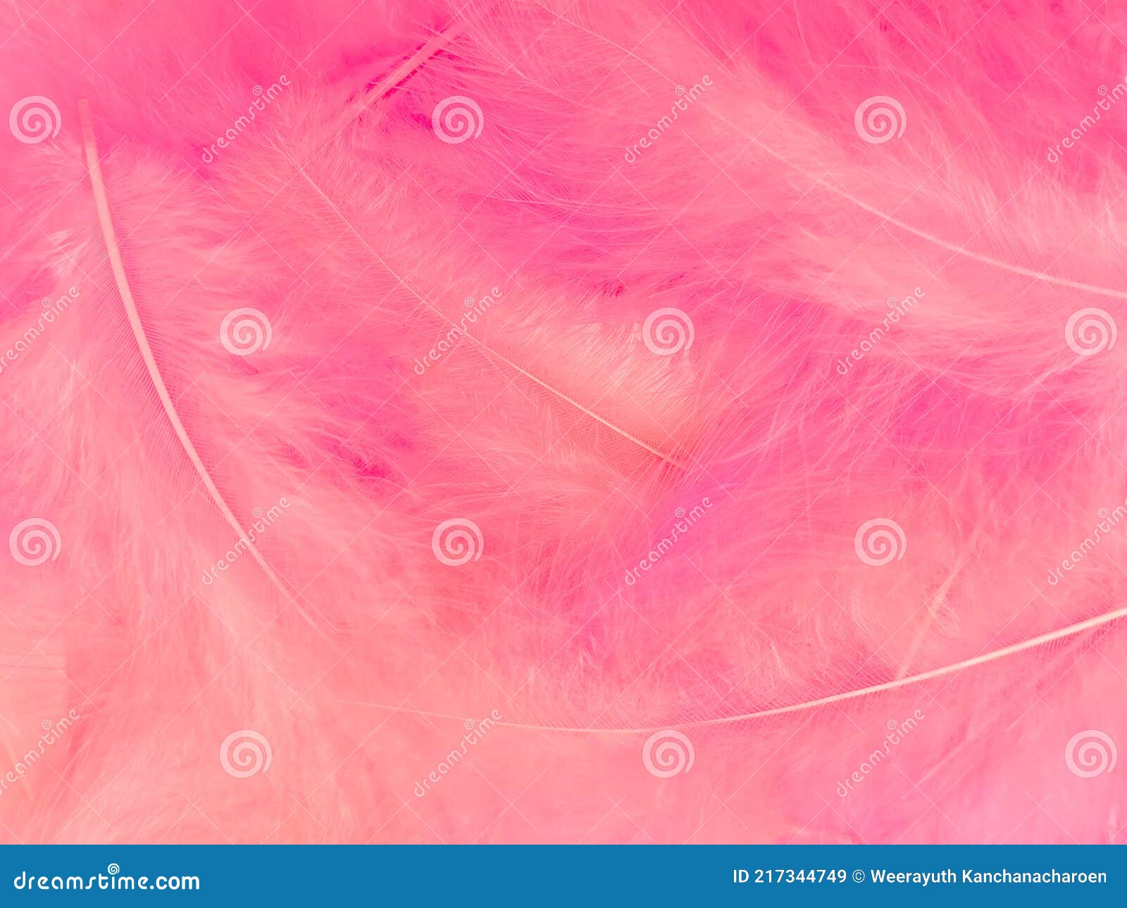 Beautiful Abstract Light Pink Feathers on White Background, White ...