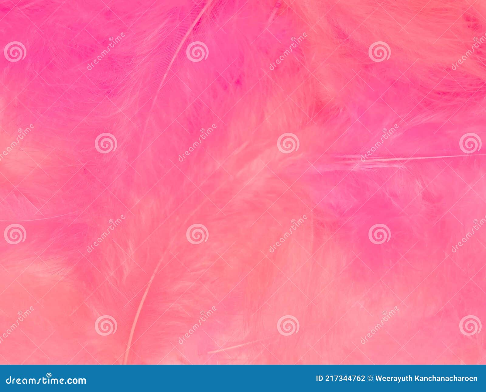 Beautiful Abstract Light Pink Feathers on White Background, White ...