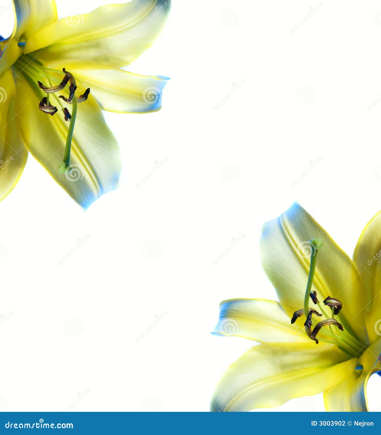 Beautiful Abstract Lilly Frame Stock Photo - Image of details, floral ...