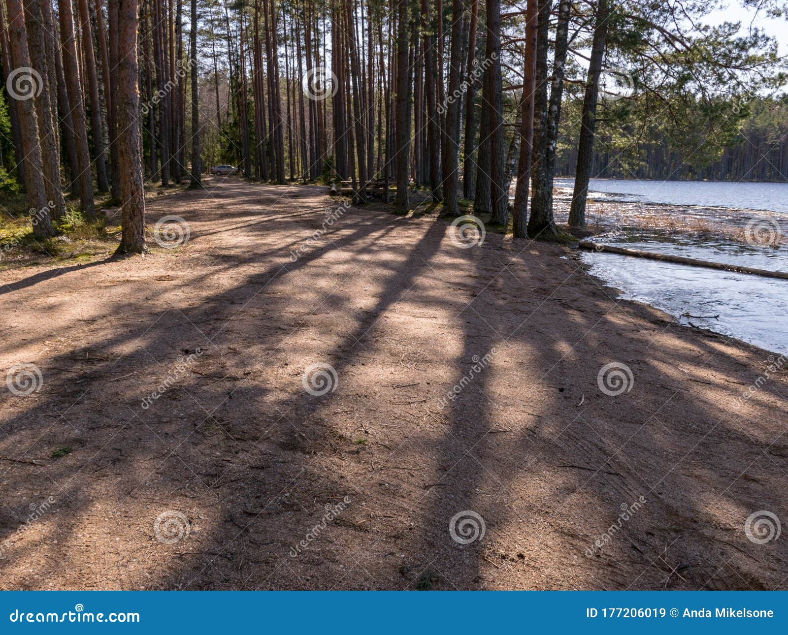 Beautiful Abstract Picture with Tree Shadows on the Ground Stock Image ...