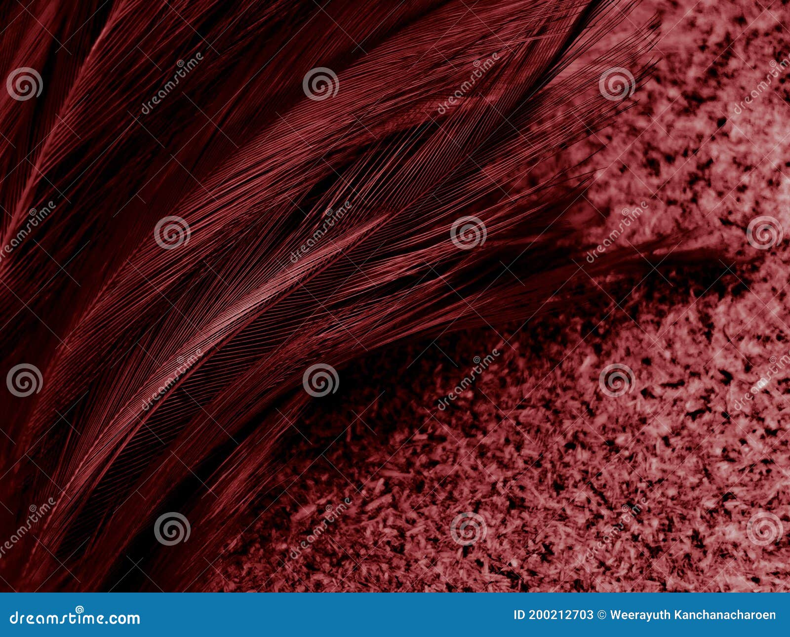 Beautiful Abstract Red Feathers on Dark Background and Soft White ...