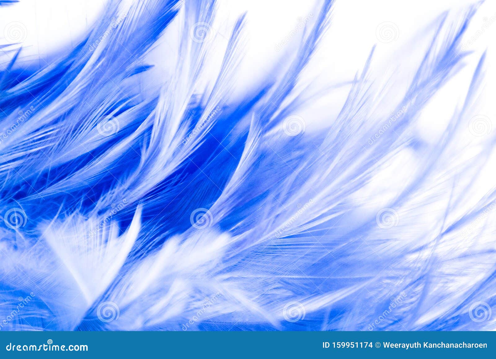 Beautiful Abstract Texture Color White and Blue Feathers Background on ...