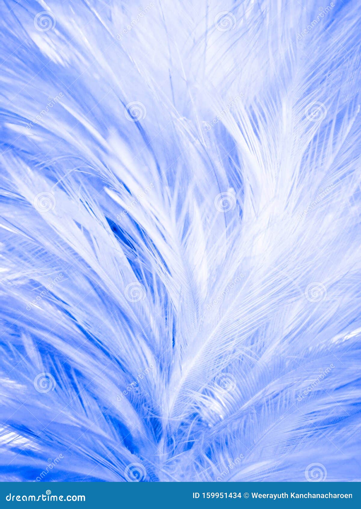 Beautiful Abstract Texture Color White and Blue Feathers Background on ...