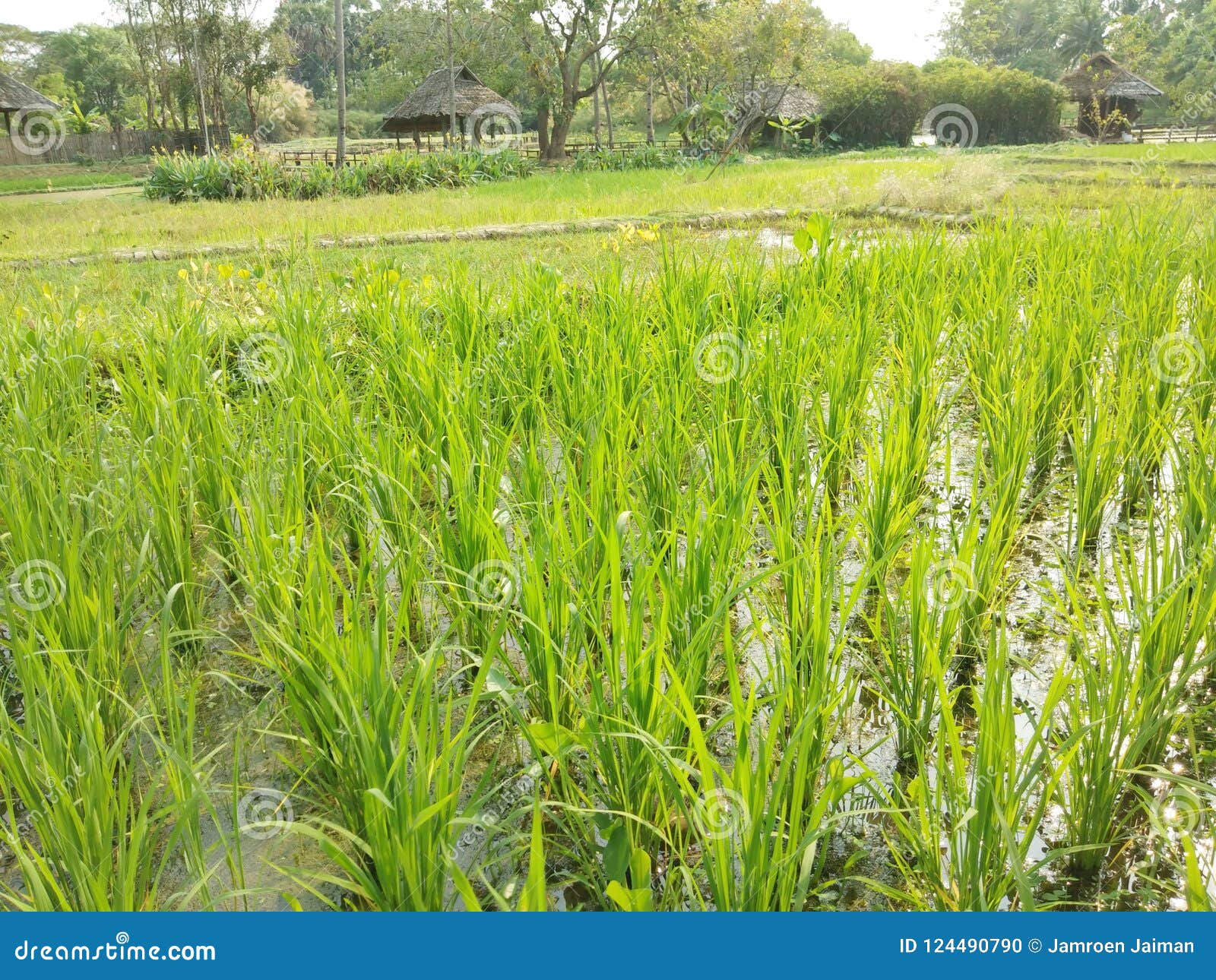 Beautiful Abstract View of Young Paddy,View of Paddy Fields Stock Photo ...