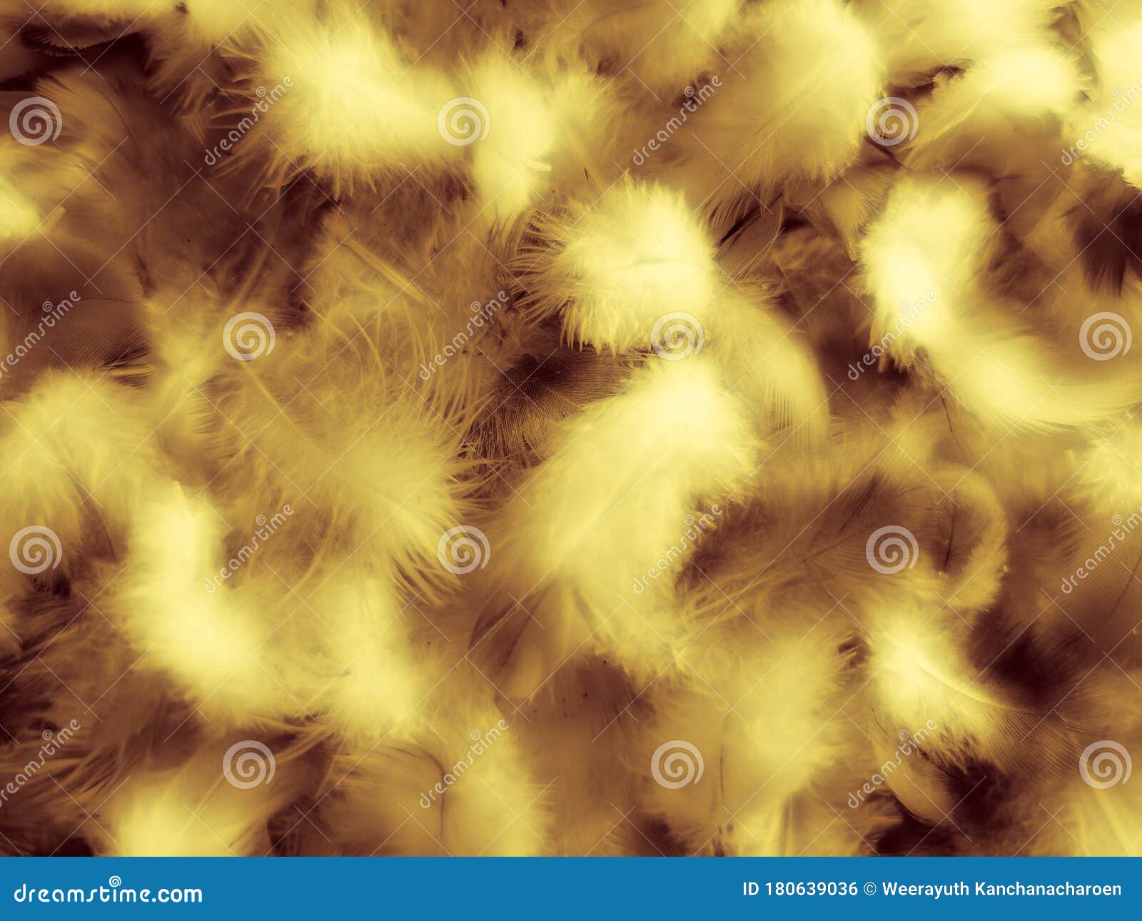 Beautiful Abstract White and Brown Feathers on White Background and ...