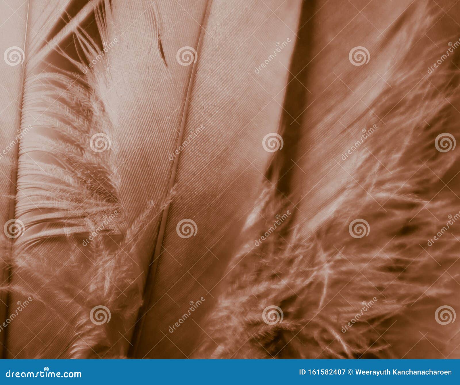 Beautiful Abstract White and Brown Feathers on Darkness Background and ...