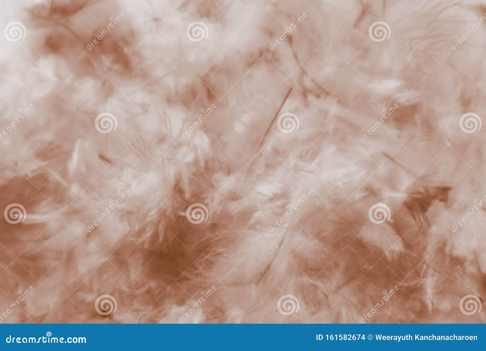 Beautiful Abstract White and Brown Feathers on Darkness Background and ...