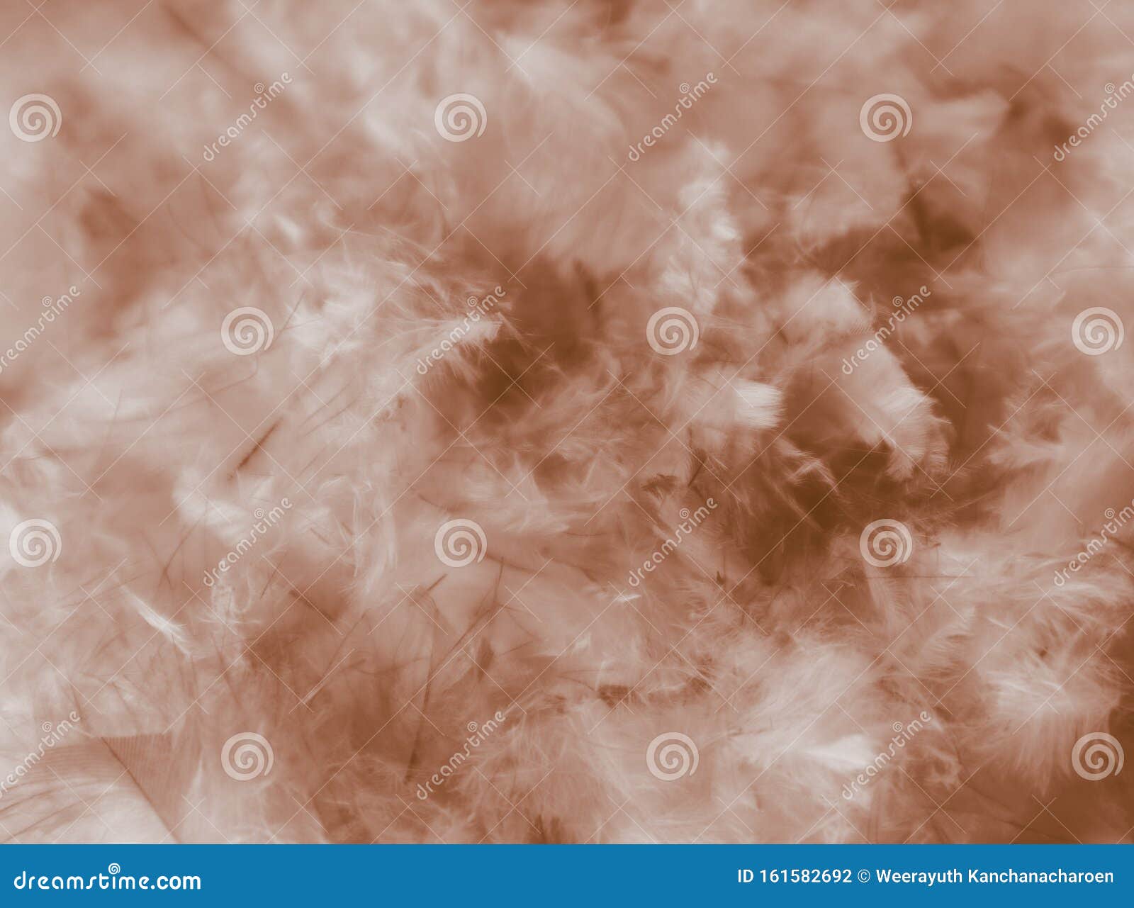 Beautiful Abstract White and Brown Feathers on Darkness Background and ...