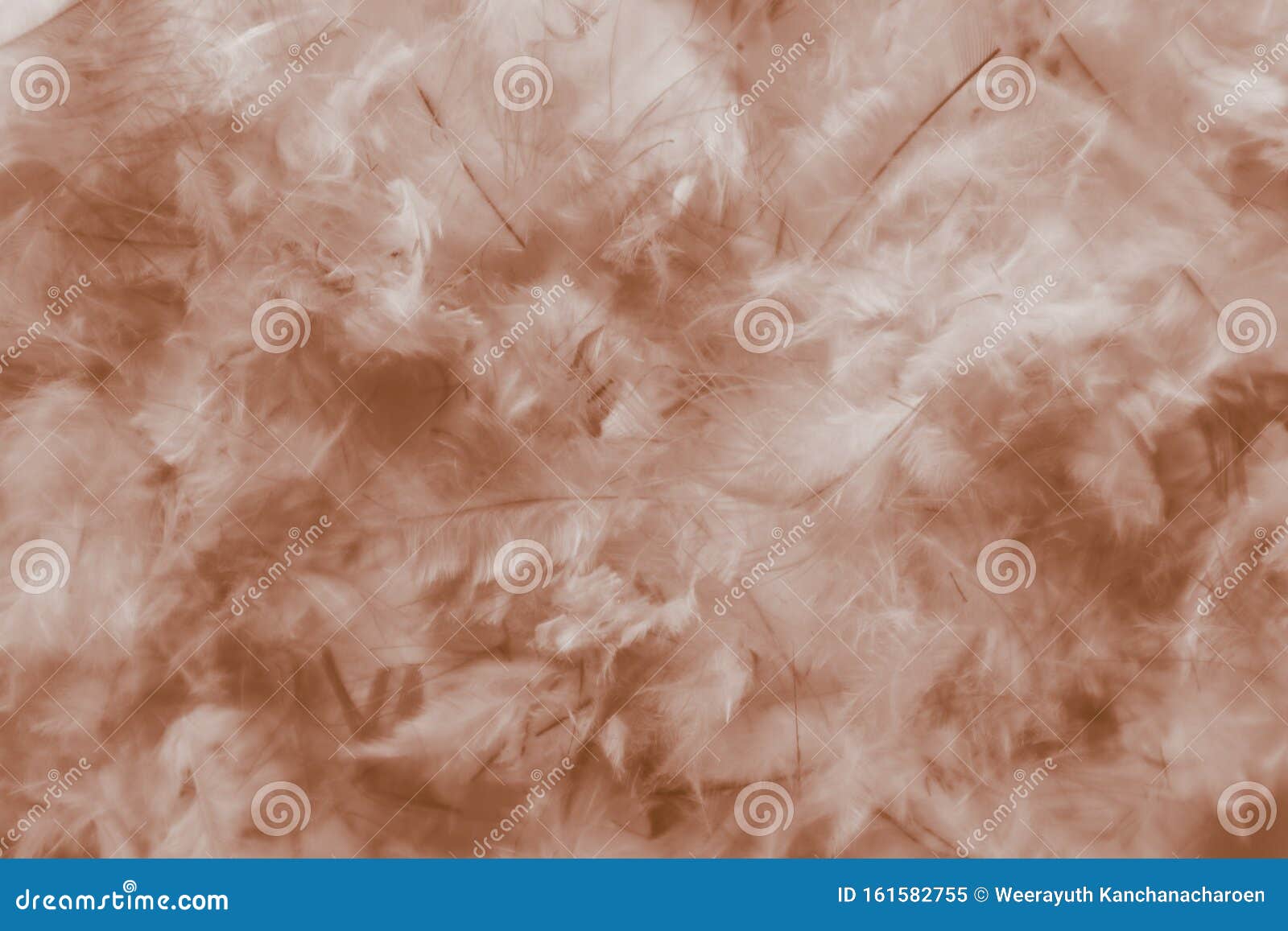 Beautiful Abstract White and Brown Feathers on Darkness Background and ...