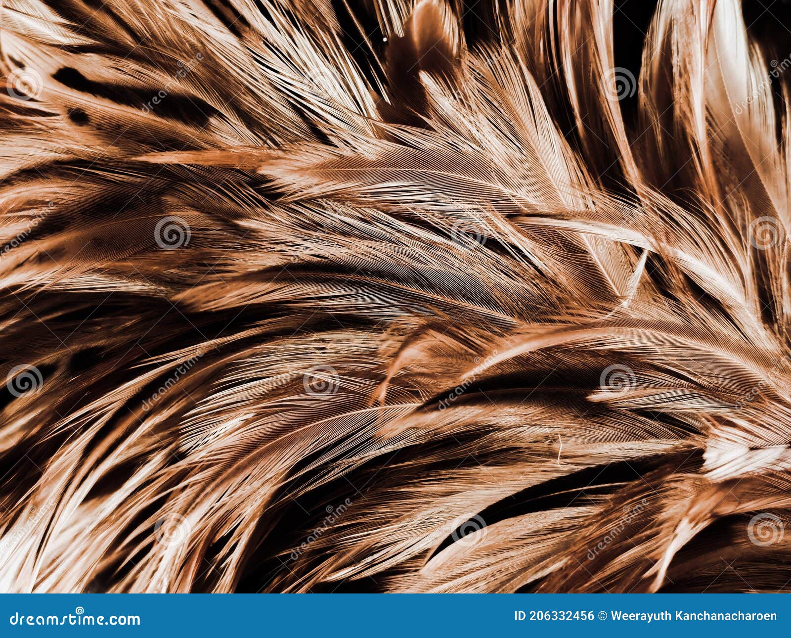 Beautiful Abstract White and Brown Feathers on White Background and ...