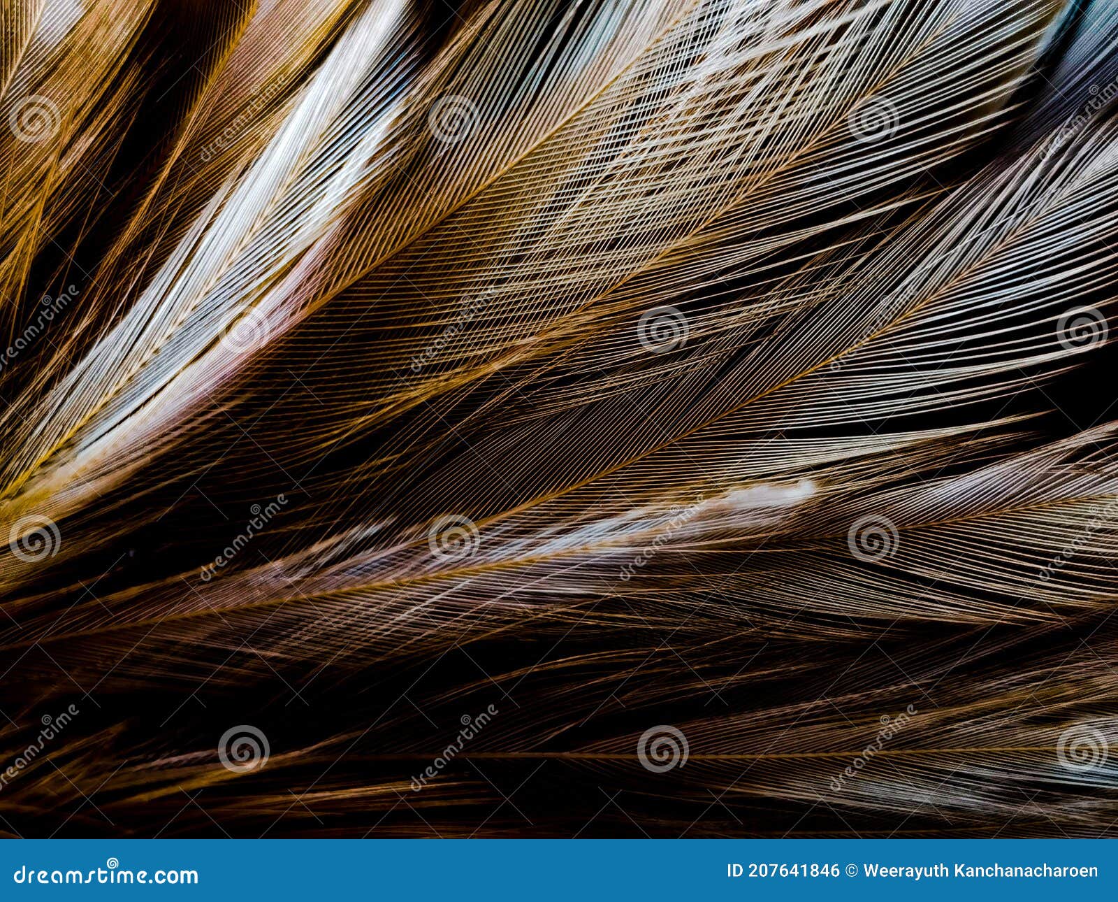 Beautiful Abstract White and Brown Feathers on White Background and ...