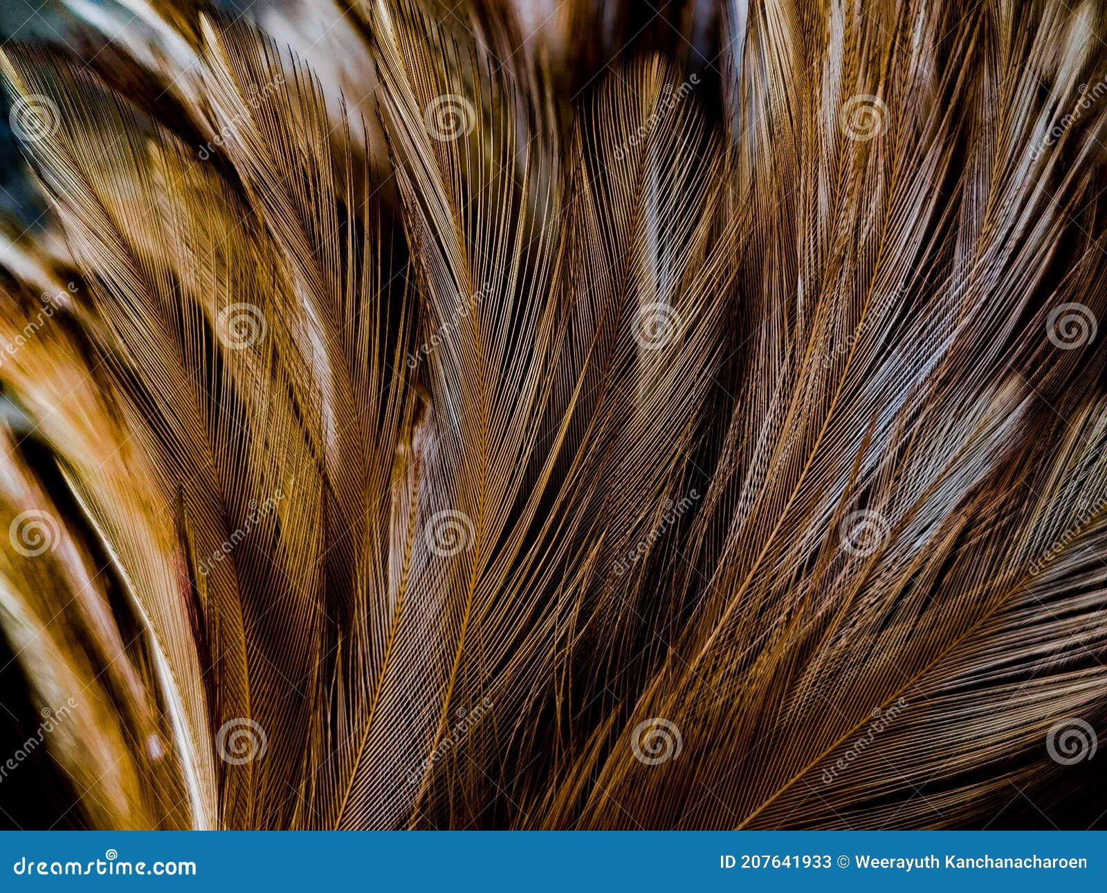 Beautiful Abstract White and Brown Feathers on White Background and ...