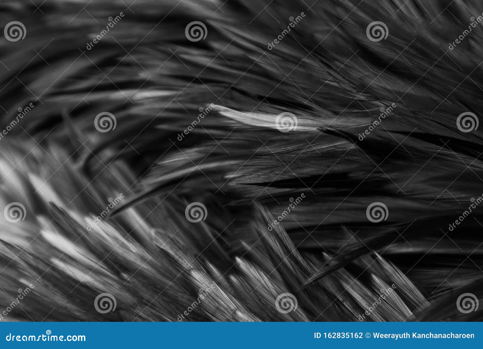 Beautiful Abstract White Gray And Brown Feathers On Dark Background And Colorful Soft Brown
