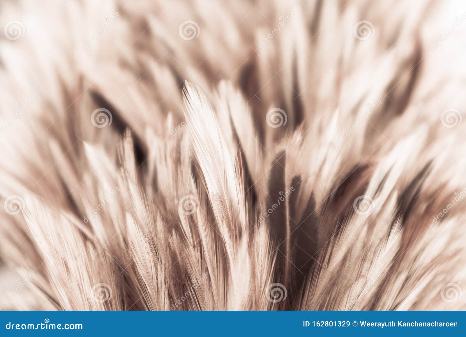 Beautiful Abstract White Gray and Brown Feathers on Dark Background and ...