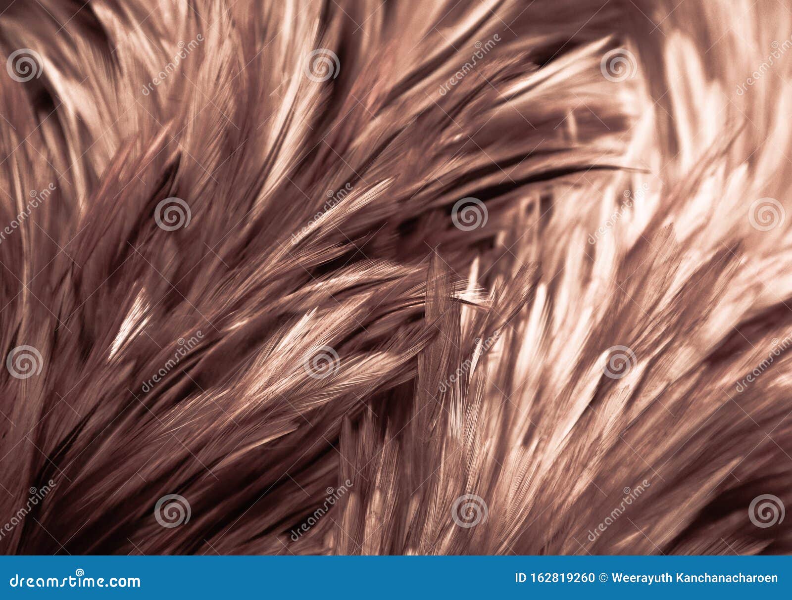 Beautiful Abstract White Gray and Brown Feathers on Dark Background and ...