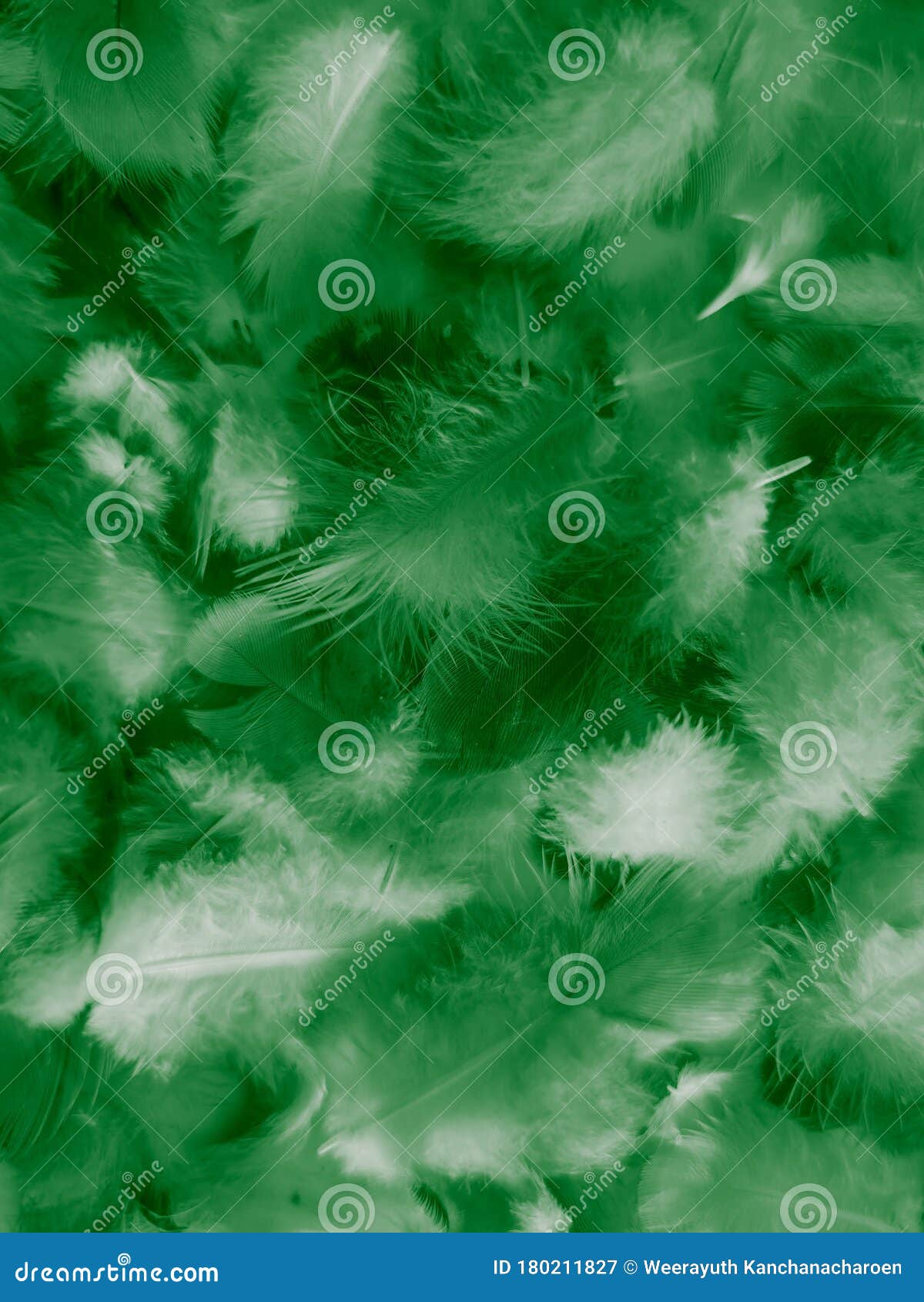 Beautiful Abstract White and Green Feathers on White Background and ...