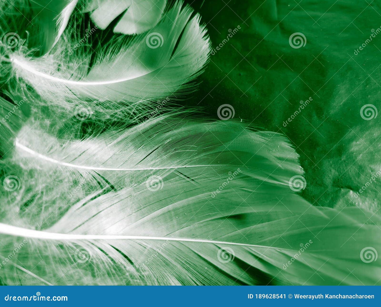 Beautiful Abstract White and Green Feathers on Black Background and ...