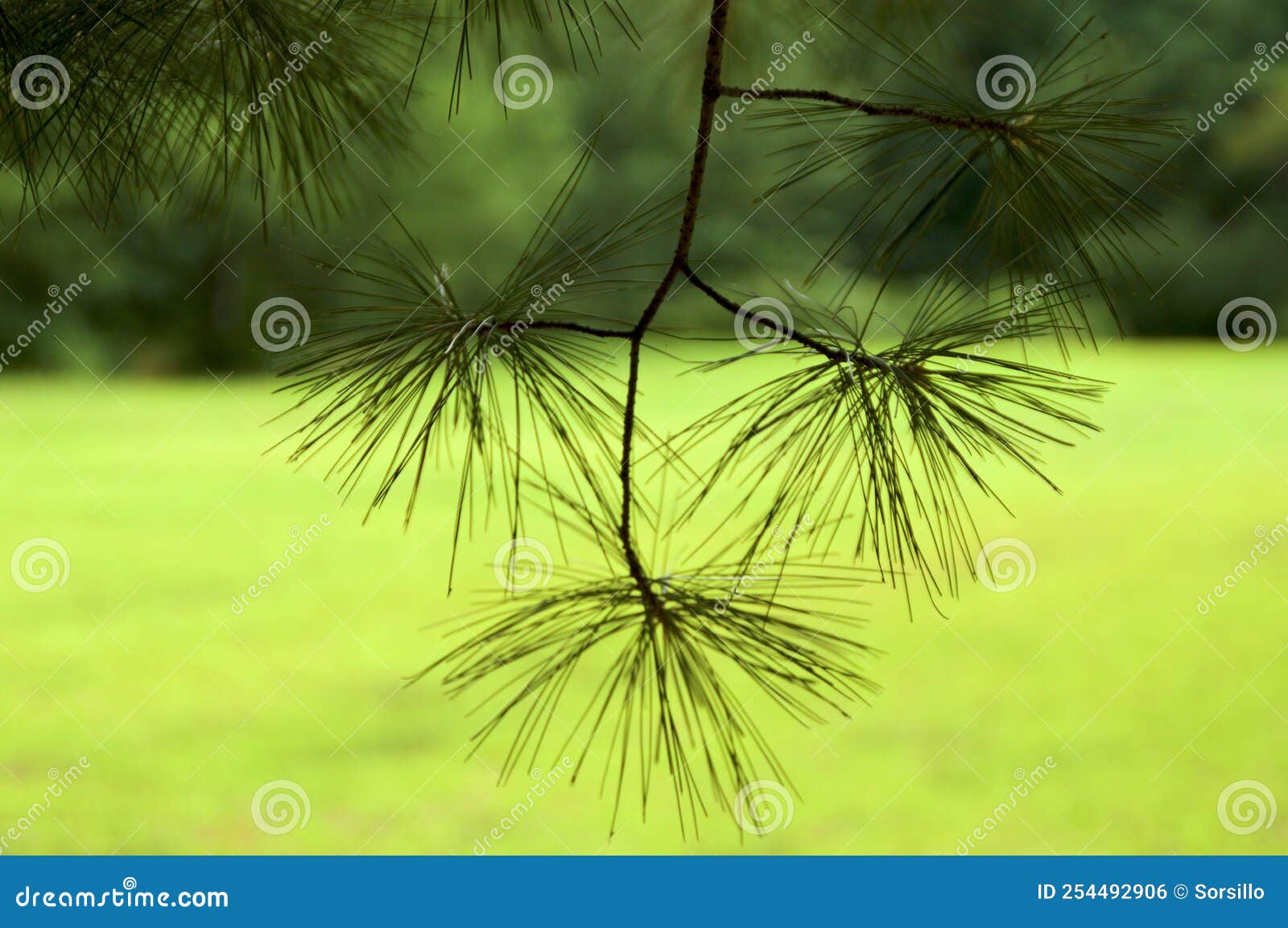 Beautiful Abstract White Pine Branch Outdoors in Field Stock Photo ...
