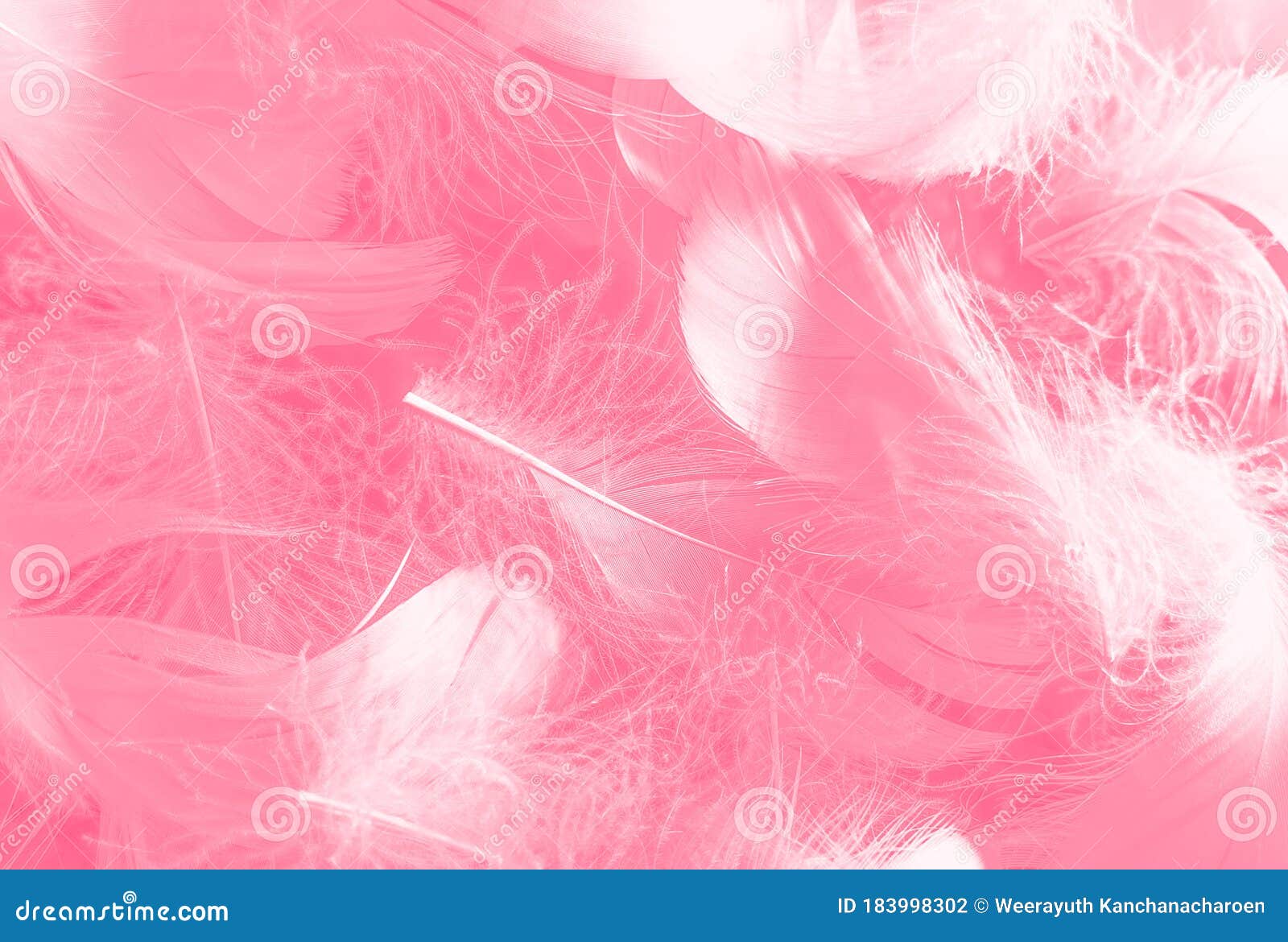 Beautiful Abstract White and Pink Feathers on White Background and Soft ...