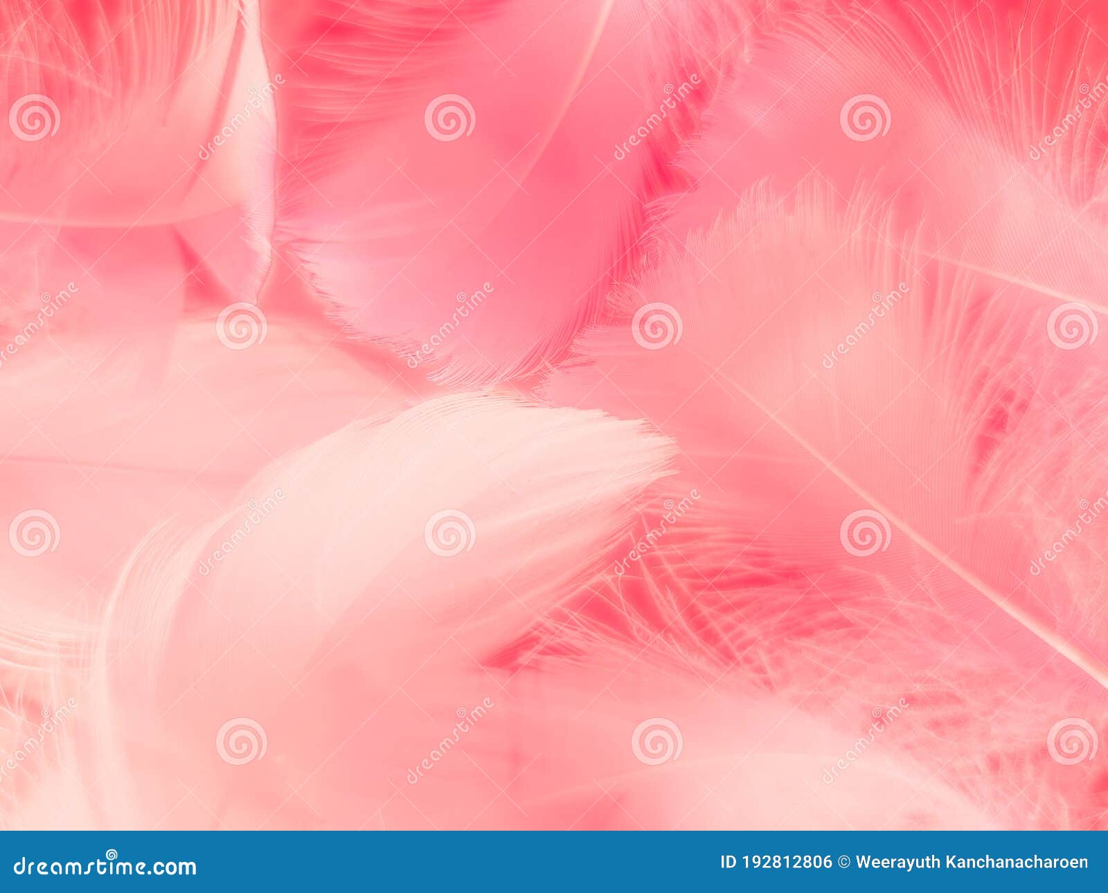 Beautiful Abstract White and Pink Feathers on White Background and Soft ...