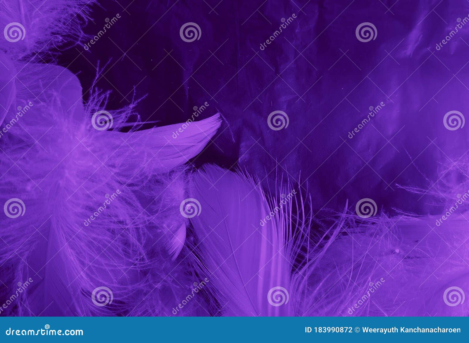 Beautiful Abstract White and Purple Feathers on Black Background and ...