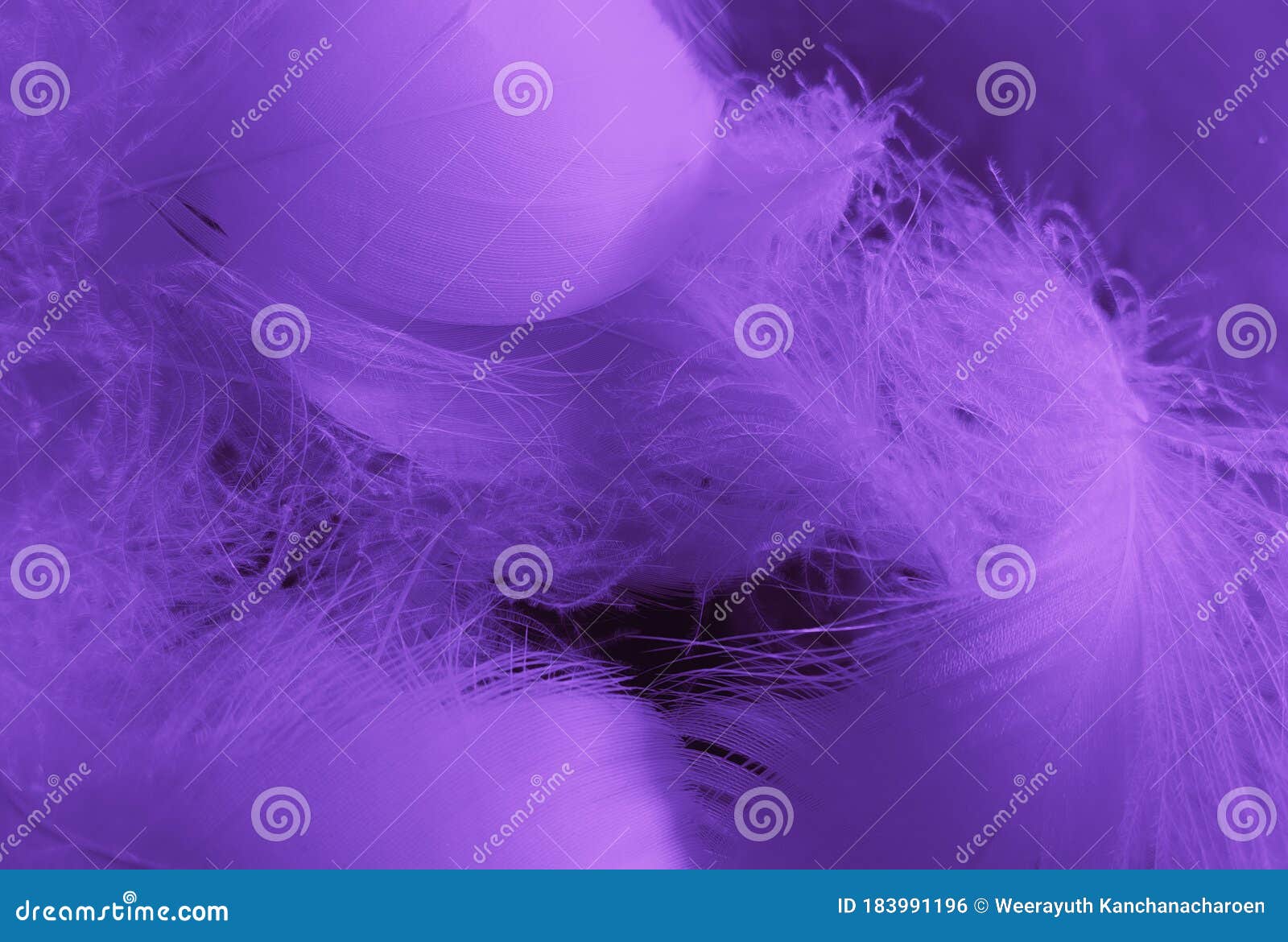 Beautiful Abstract White and Purple Feathers on Black Background and ...