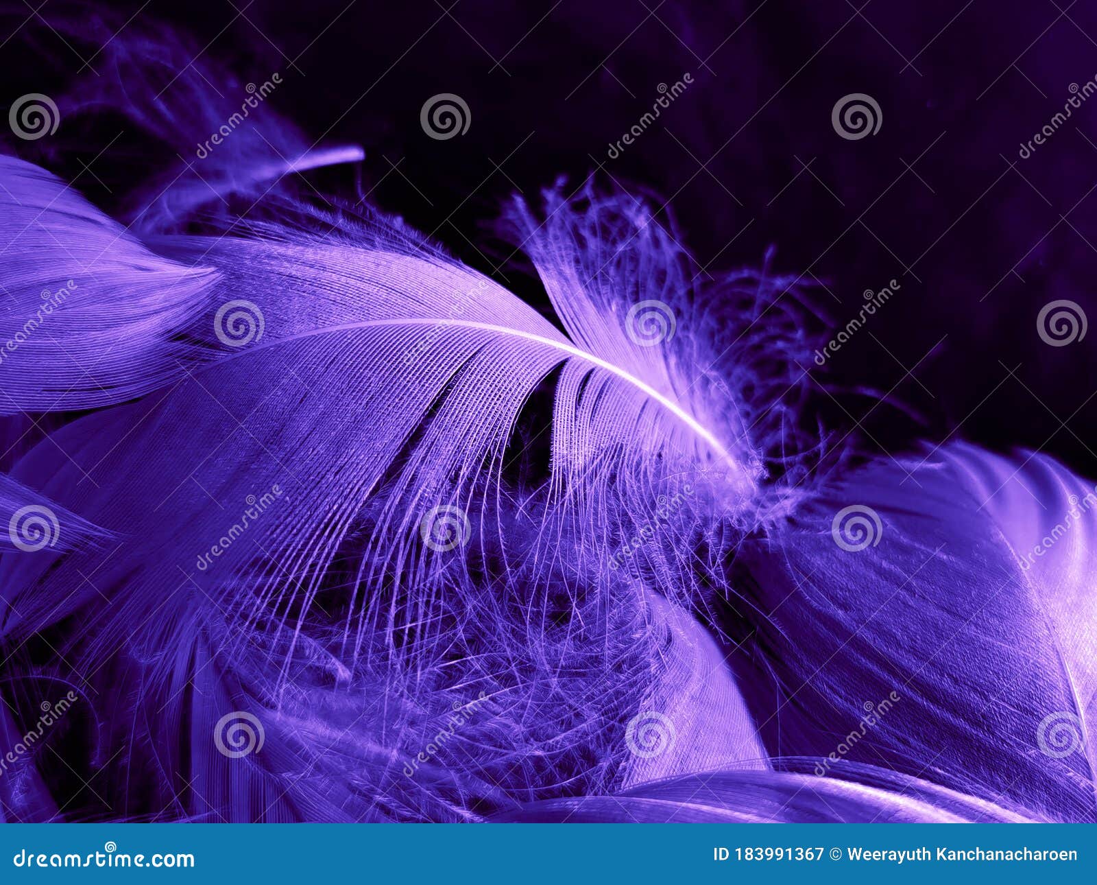 Beautiful Abstract White and Purple Feathers on Black Background and ...