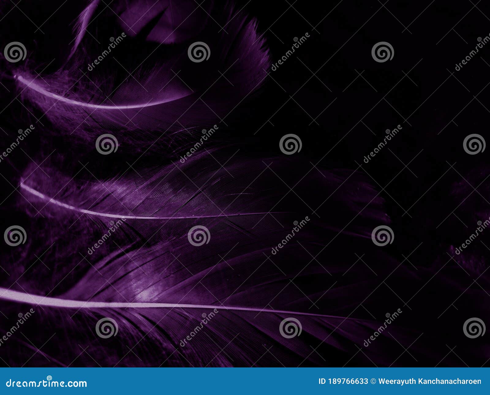 Beautiful Abstract White and Purple Feathers on Black Background and ...