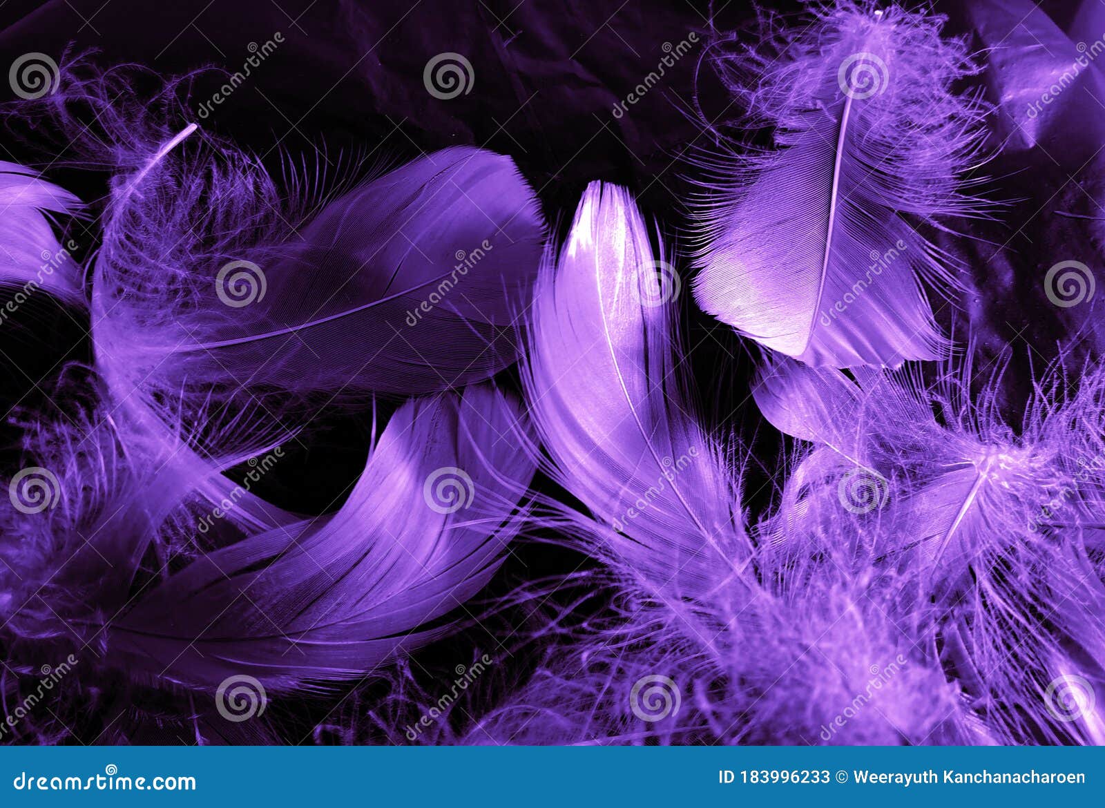 Beautiful Abstract White and Purple Feathers on Black Background and ...