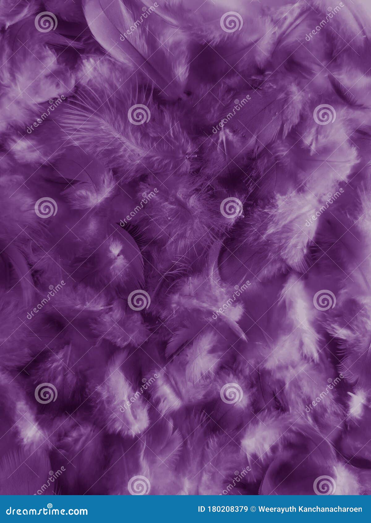 Beautiful Abstract White and Purple Feathers on White Background and ...