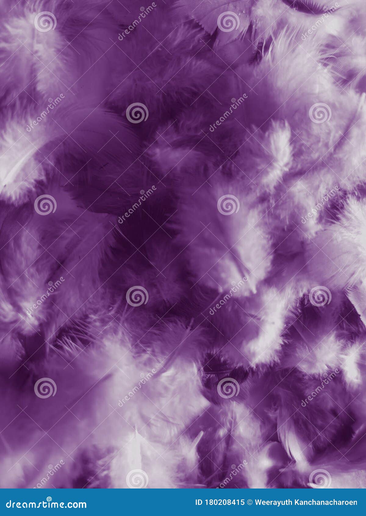 Beautiful Abstract White and Purple Feathers on White Background and ...