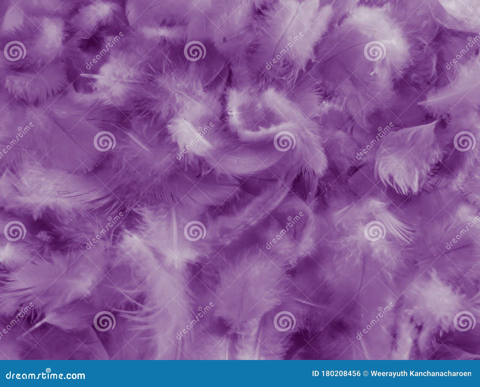 Beautiful Abstract White and Purple Feathers on White Background and ...