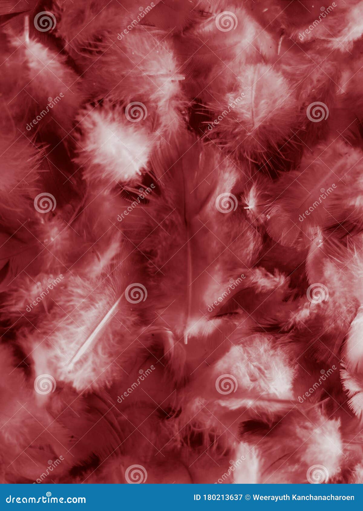 Beautiful Abstract White and Red Feathers on White Background and Soft ...