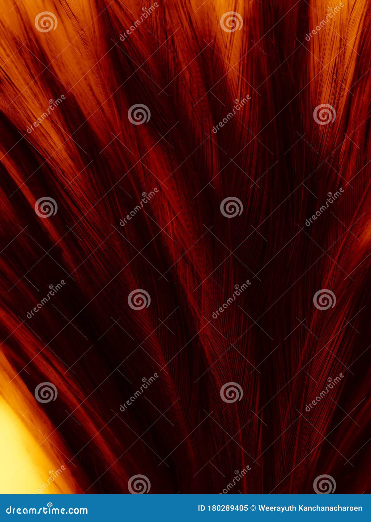 Beautiful Abstract White and Red Feathers on White Background and Soft ...