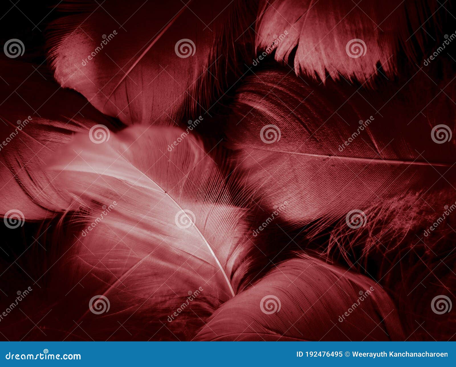 Beautiful Abstract White and Red Feathers on Black Background and Soft ...