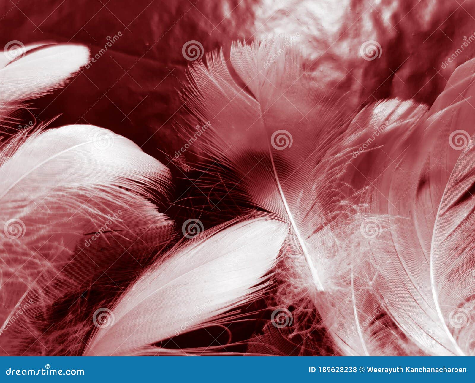 Beautiful Abstract White and Red Feathers on Black Background and Soft ...