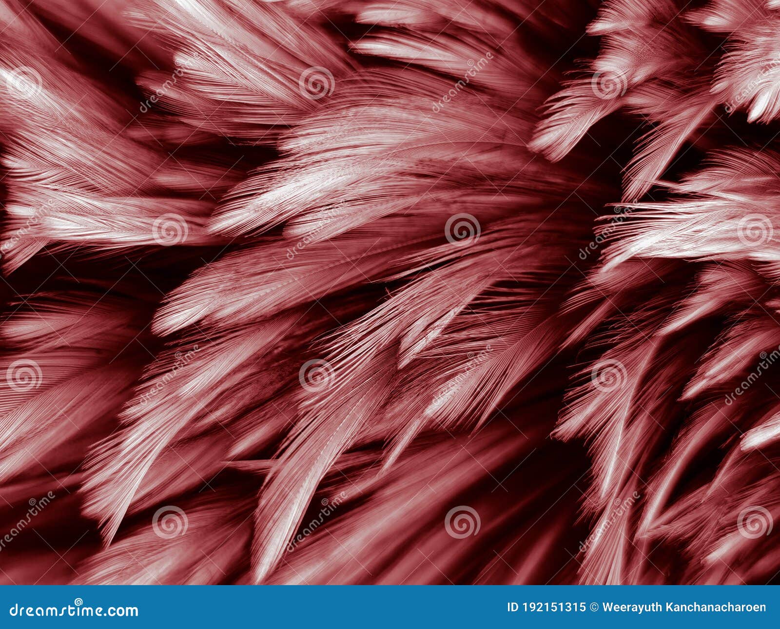 Beautiful Abstract White and Red Feathers on Black Background and Soft ...