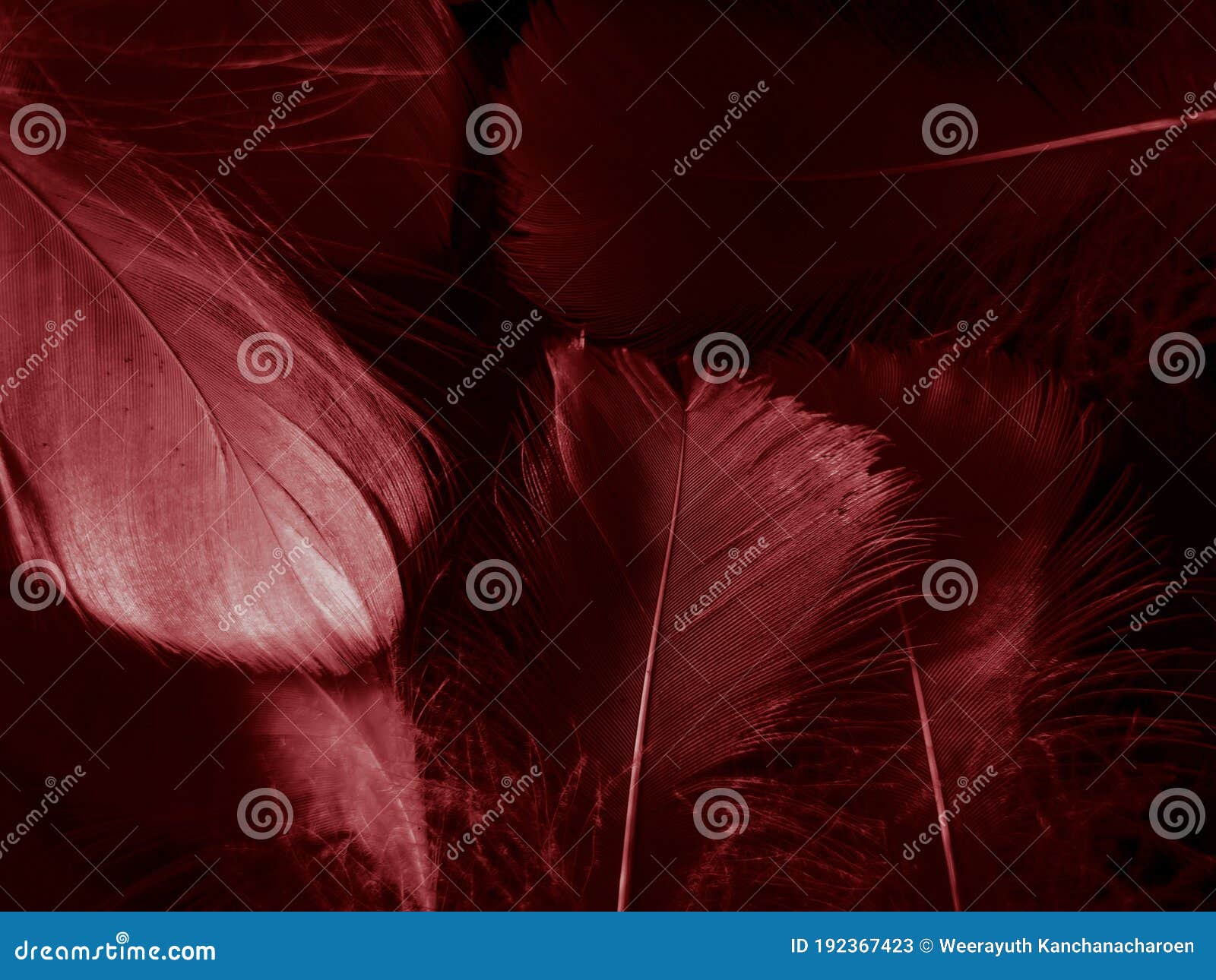 Beautiful Abstract White and Red Feathers on Dark Background and Soft ...