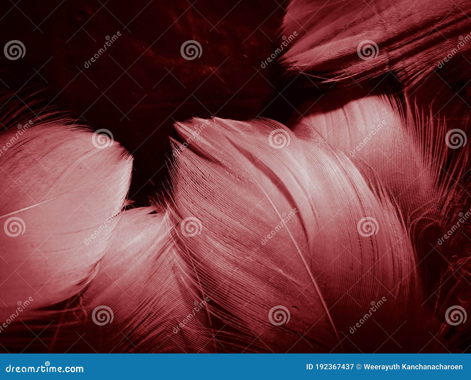 Beautiful Abstract White and Red Feathers on Dark Background and Soft ...