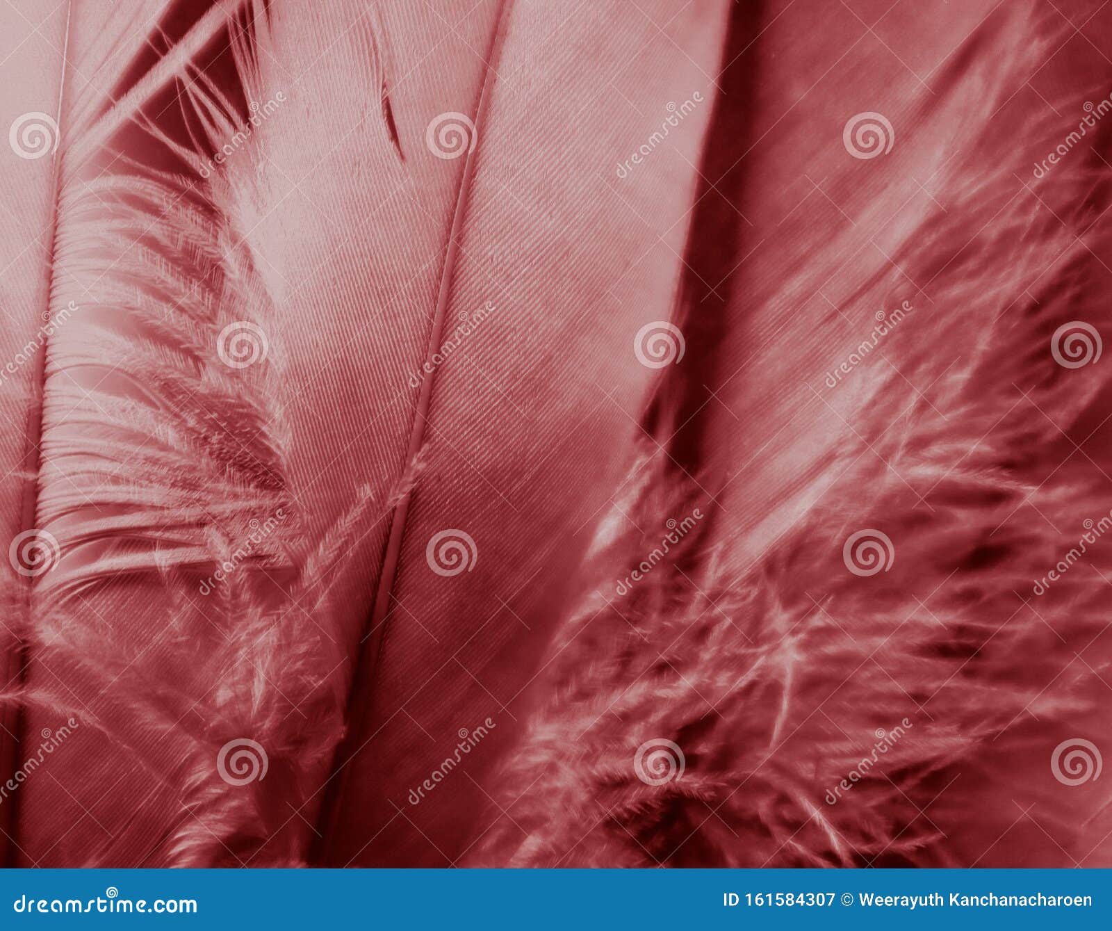 Beautiful Abstract White and Red Feathers on Darkness Background and ...
