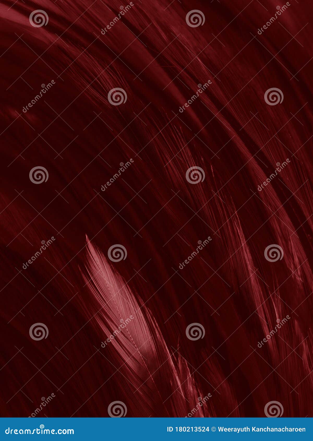 Beautiful Abstract White and Red Feathers on White Background and Soft ...