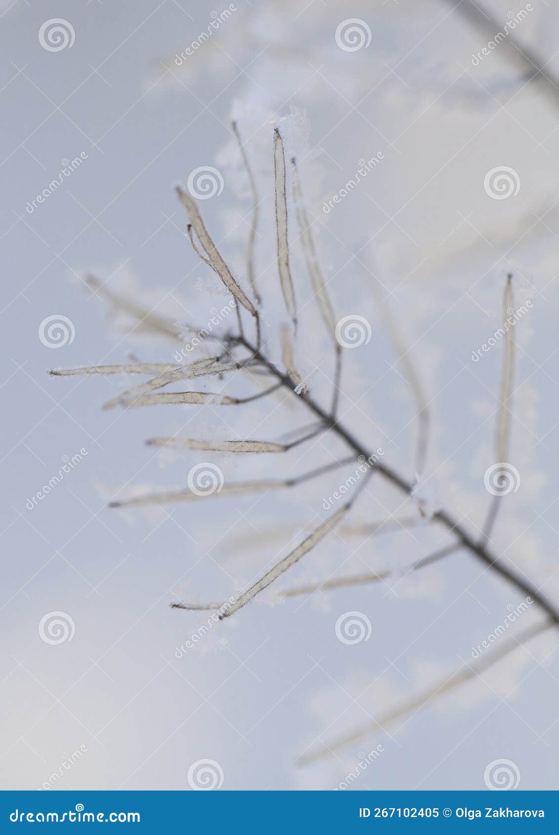 Beautiful Abstract Winter Macro Photography - Plants in Below Zero ...