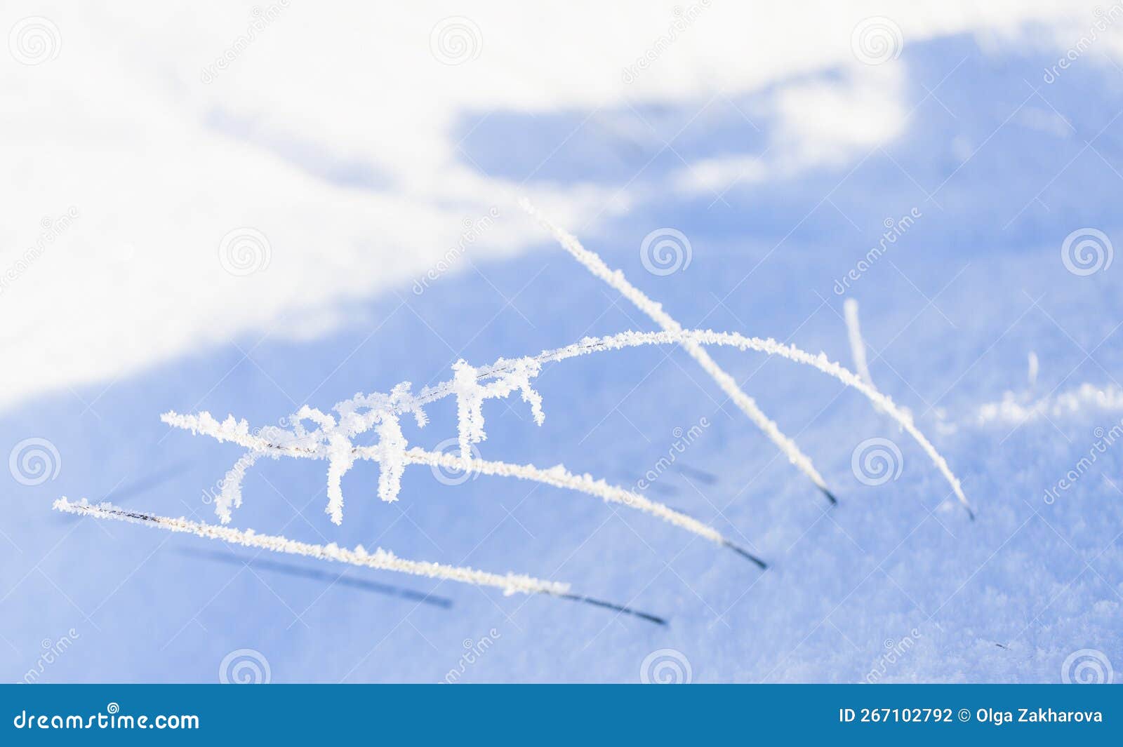 Beautiful Abstract Winter Macro Photography - Plants in Below Zero ...