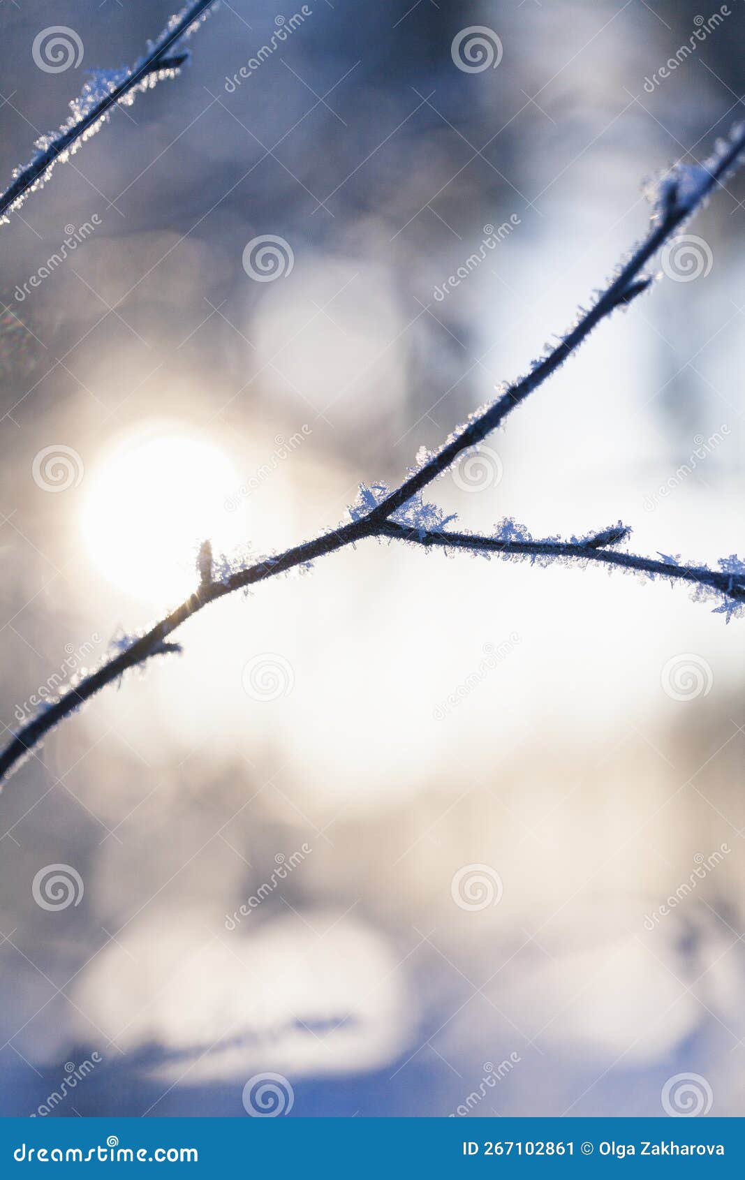 Beautiful Abstract Winter Macro Photography - Plants in Below Zero ...