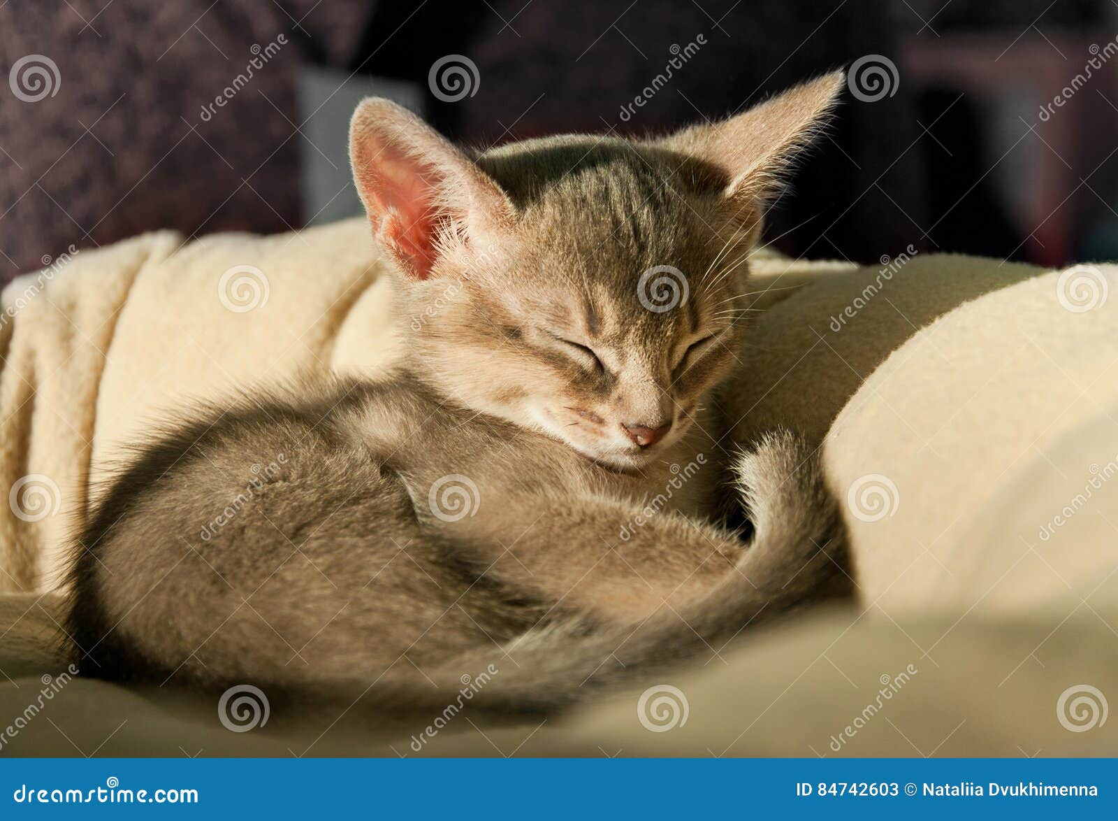 Beautiful Abyssinian Kitten Stock Image - Image of beautiful, purebred ...
