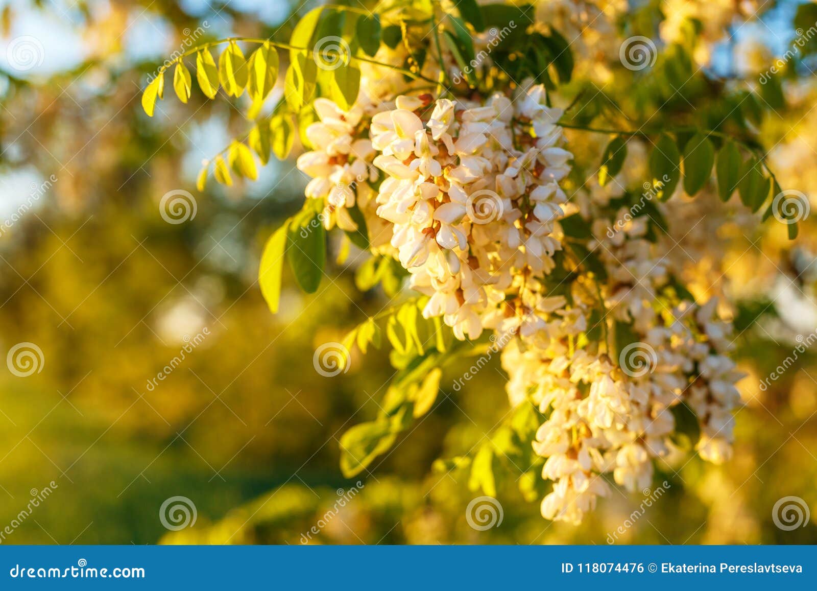 Beautiful Acacia Blooms in the Sun in the Spring Stock Photo - Image of ...