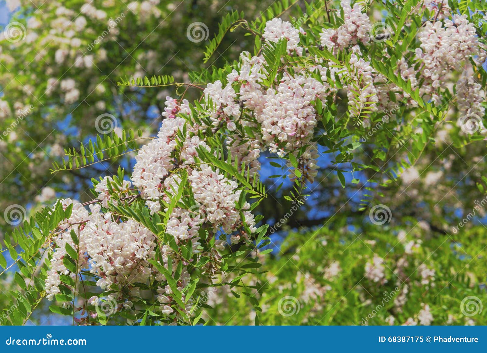 Beautiful Acacia flowers stock image. Image of floral - 68387175